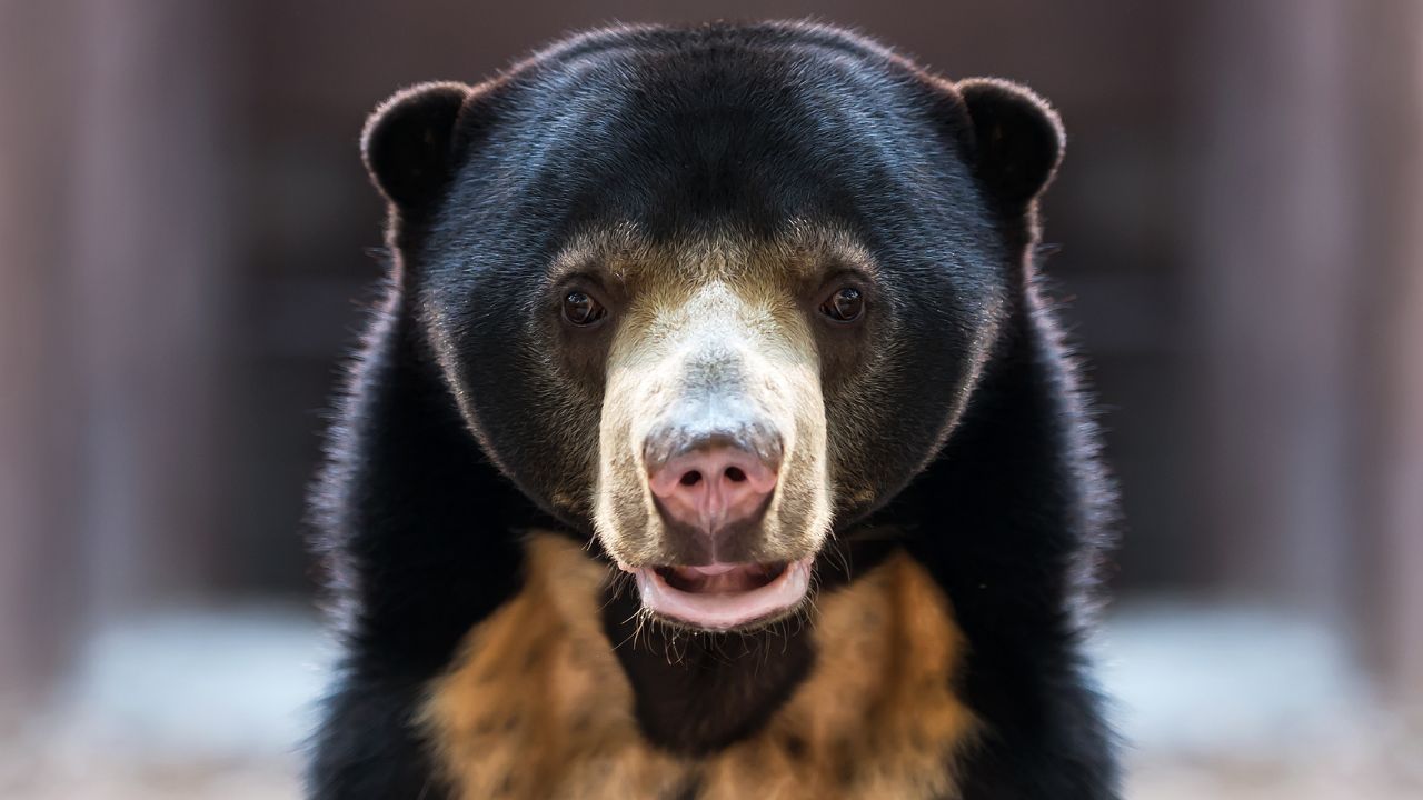 How to Survive an Attack by the World’s Most Aggressive Bear (That You ...