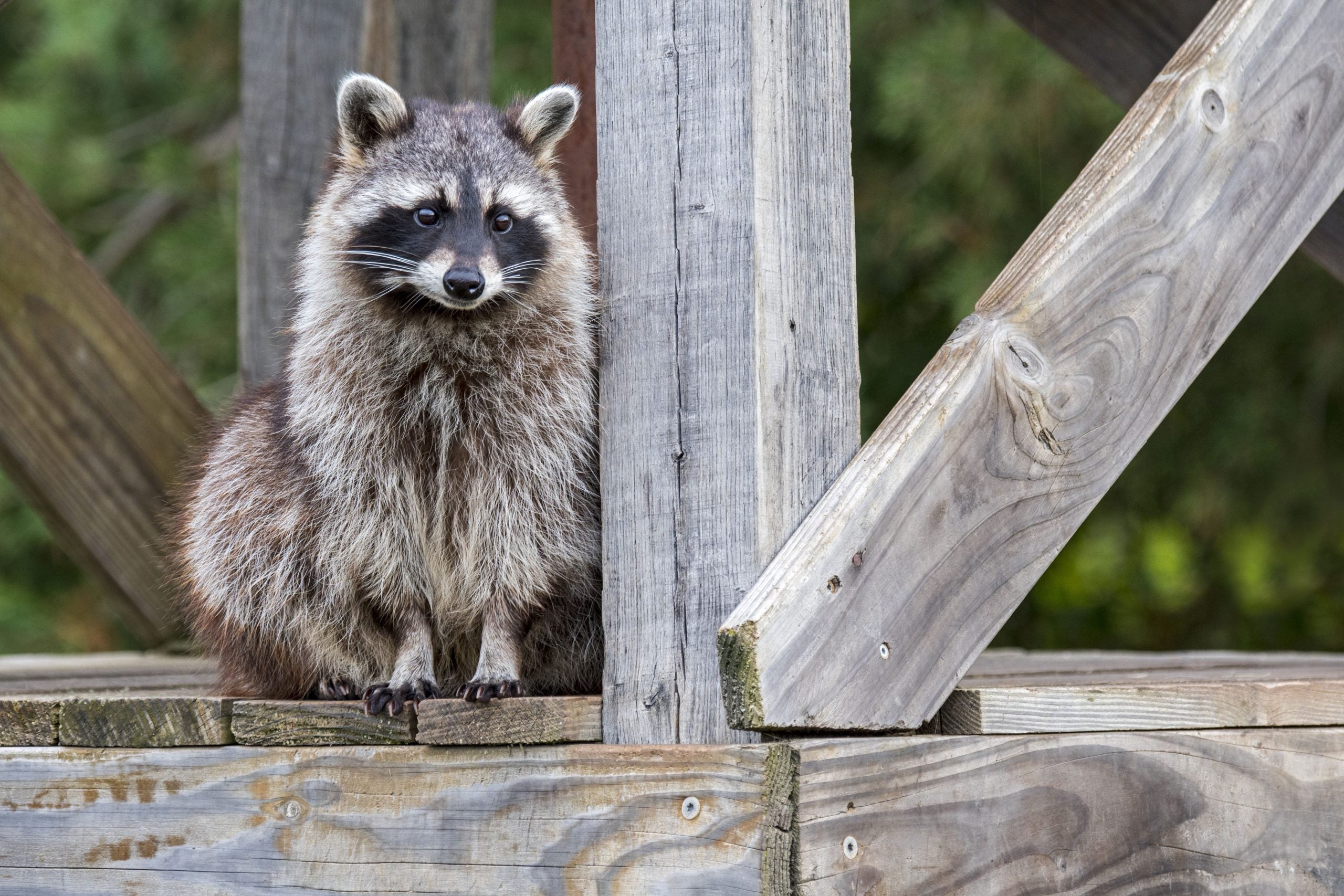 Dead raccoons found at New York historical site prompt warnings for pet ...