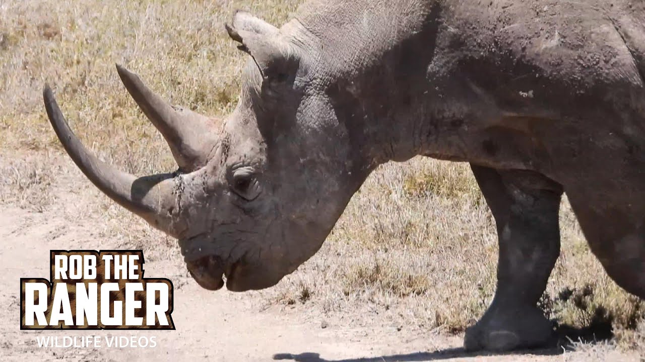 Witness this massive black rhino bull charging through Ol Pejeta