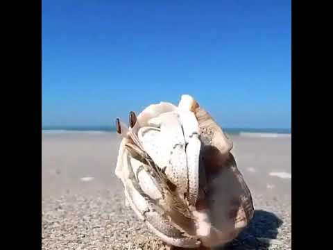 "Mesmerizing Hermit Crab: Nature's Unique, Mysterious Creature"