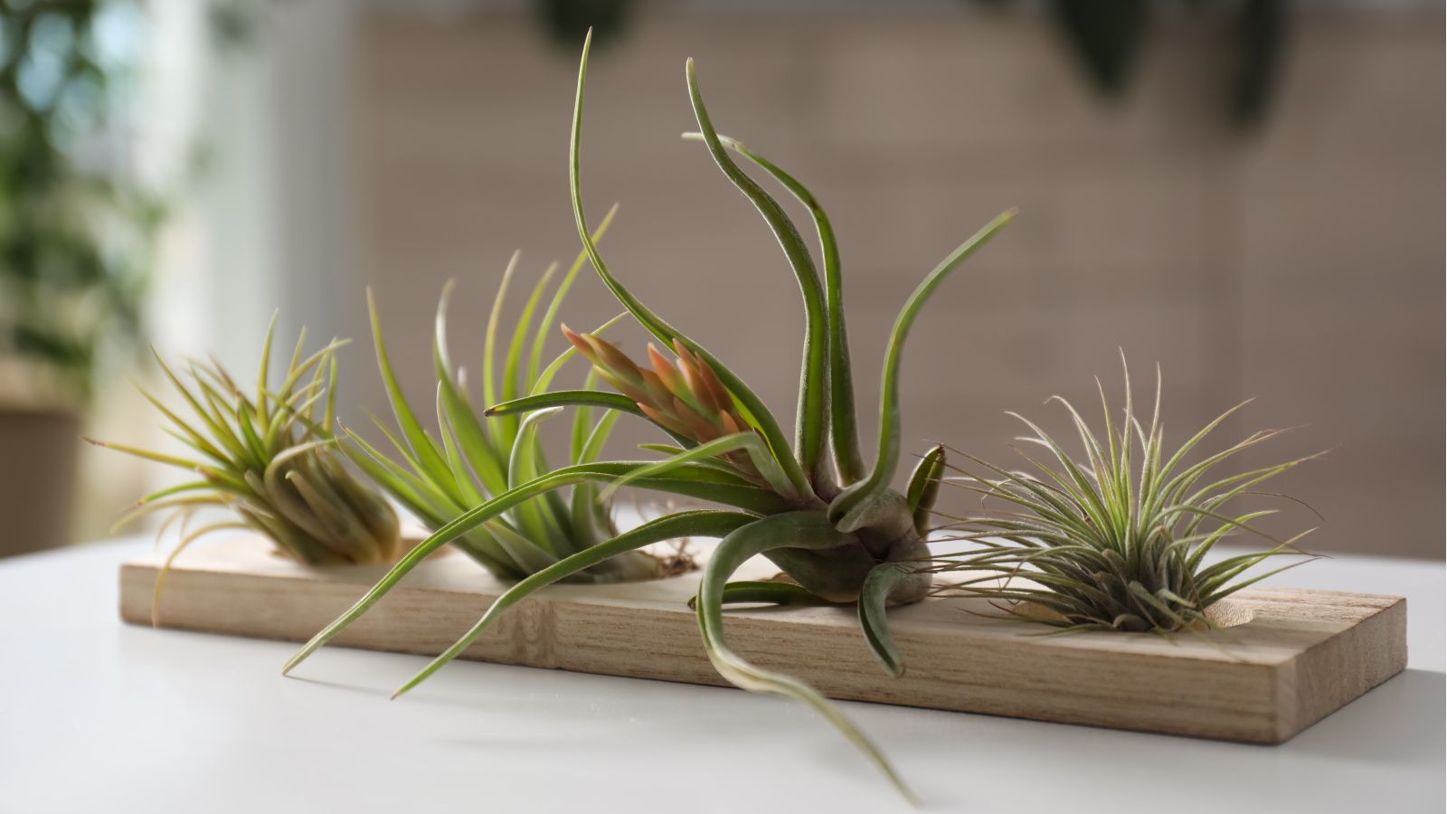 3 air plant mistakes a plant expert says are likely killing yours ...