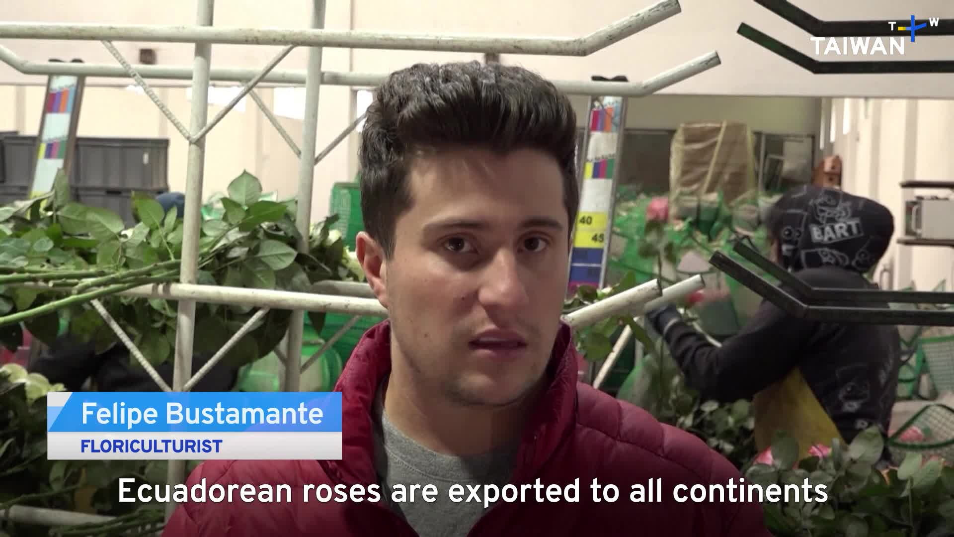 Ecuador's Rose Exports Booming Ahead of Valentines Day - TaiwanPlus News