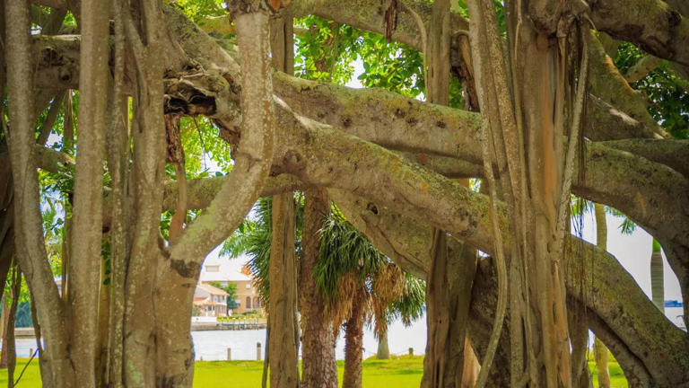 World’s largest banyan tree is in India and it’s called a Living Coffin