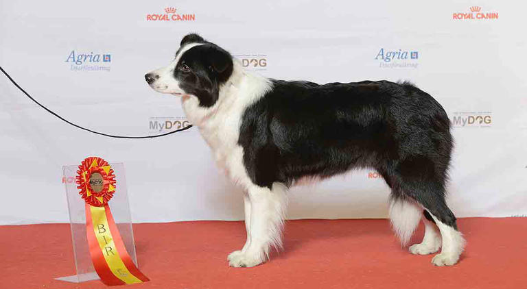 The Border Collie: A Beloved and Intelligent Breed
