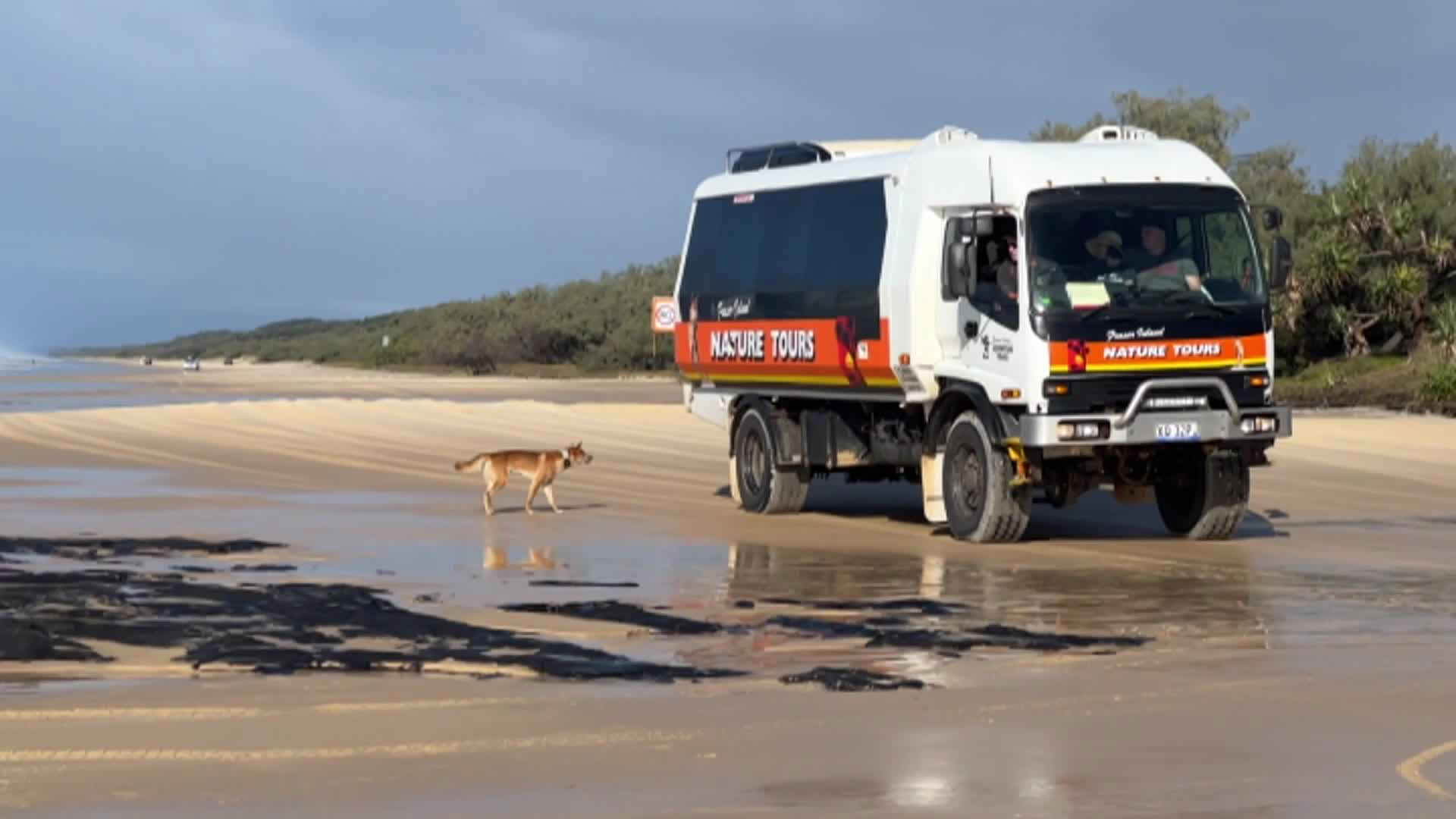 Dingoes bite two children on K’gari (Frazer Island) over long weekend Dingoes bite two children on K’gari (Frazer Island) over long weekend