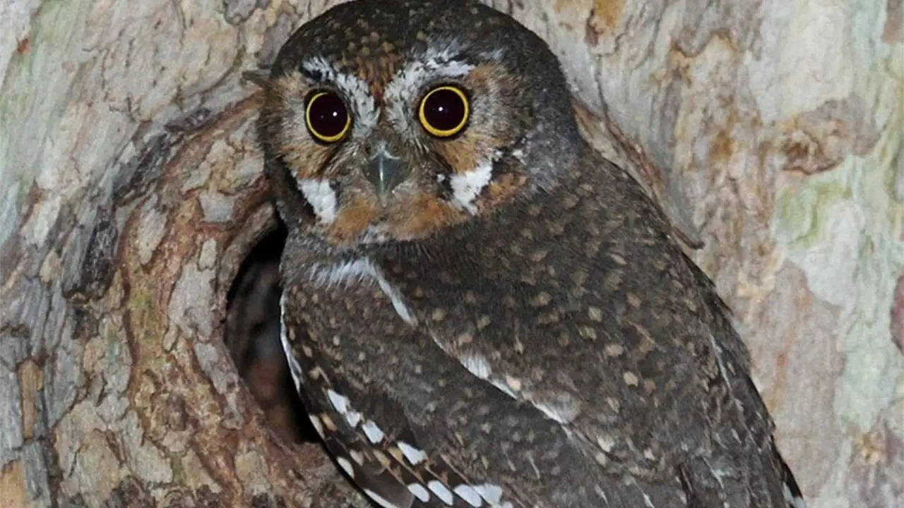 Elf owl: Know more the physical characteristics, habitat, and diet of ...