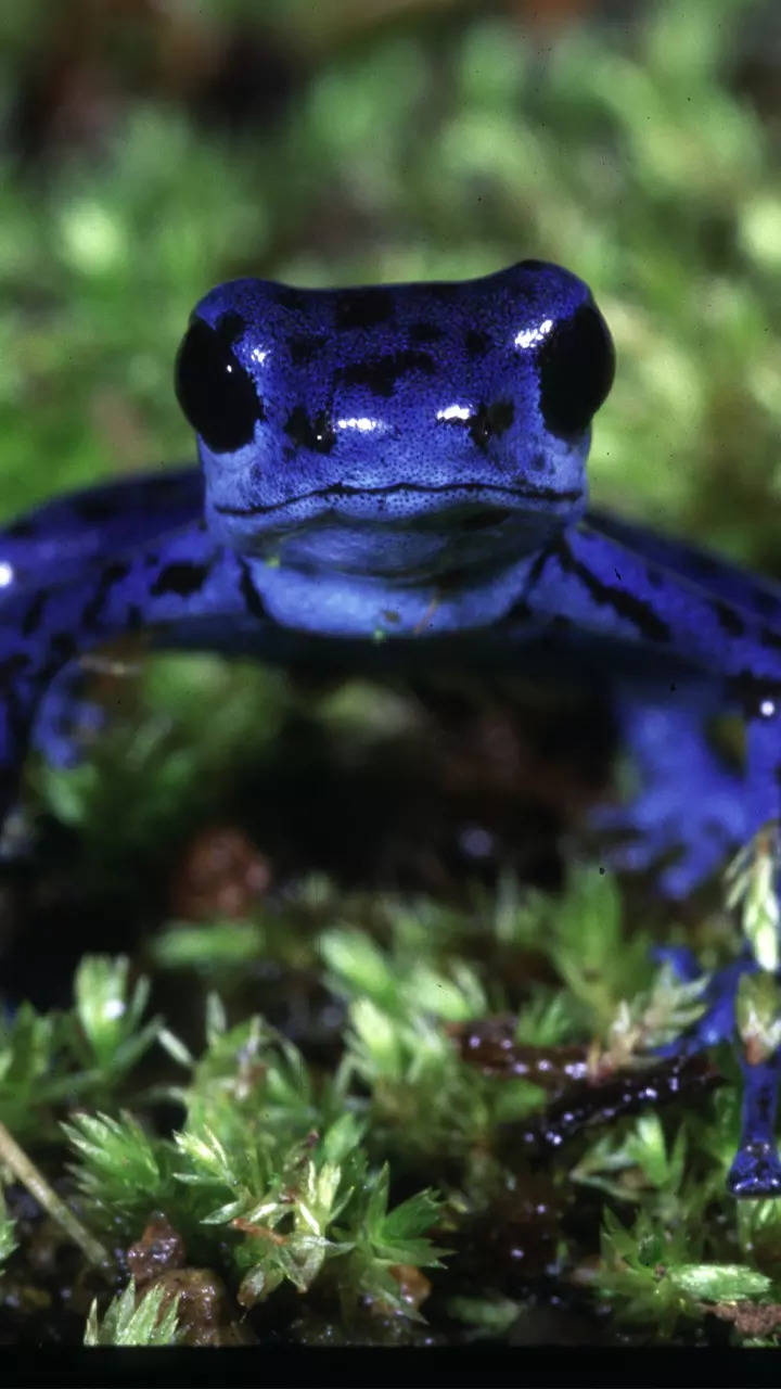 10 unique animals found in the Amazon rainforest