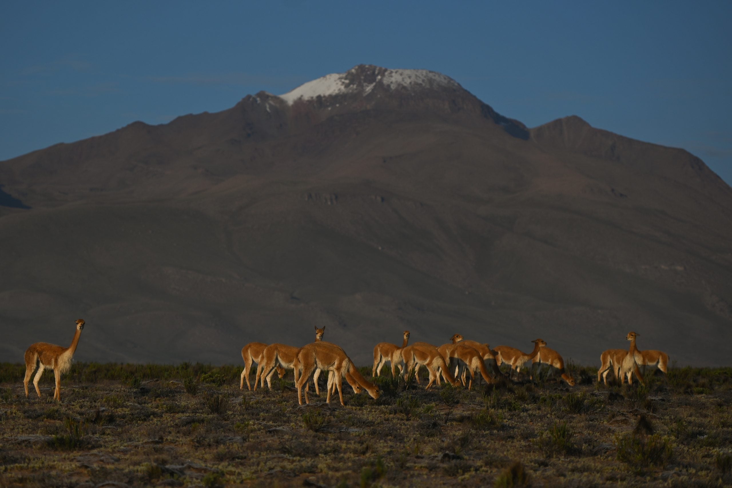 Llama relative's poop helps ecosystems adapt to climate change, study finds