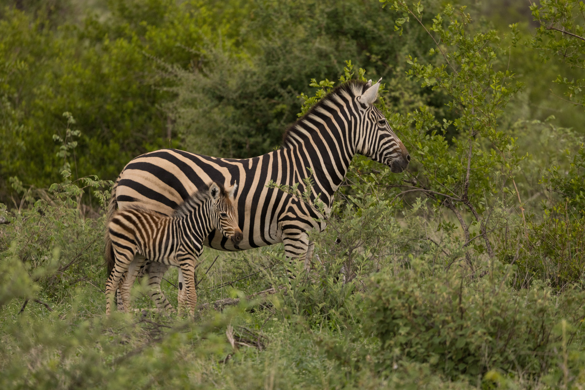 Sjove og fascinerende fakta om zebraer