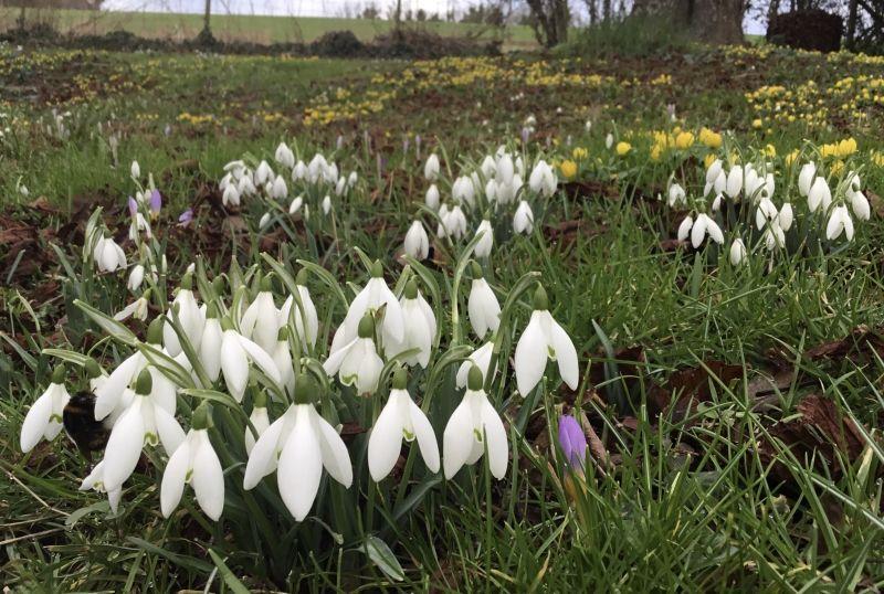 Splendid Snowdrops - ten fun facts and five beautiful West Sussex gardens
