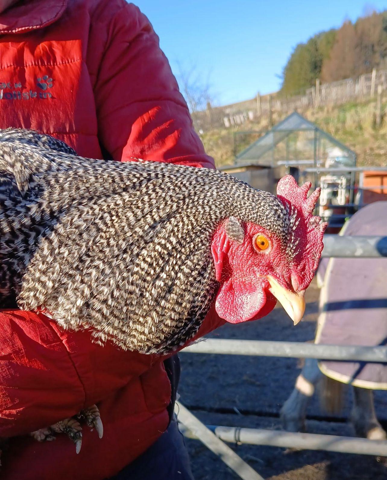 Animal rescue sanctuary destroyed by Storm Eowyn