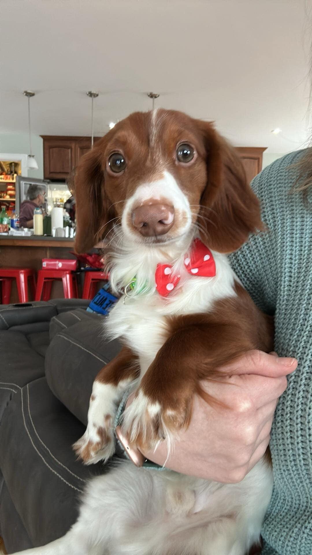 This dog braved 2 nights in the southern Labrador wilderness, and has ...