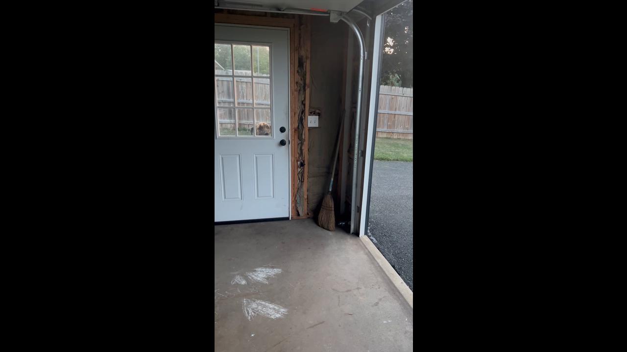 Great Dane Doesn't Understand Doors