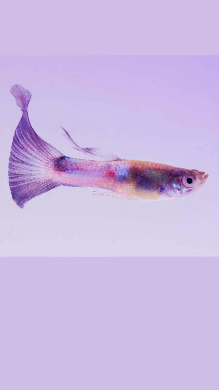8 beautiful purple fish for home aquariums
