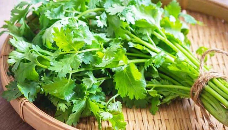 Coriander farming: The best way to turn your land into profit-making ...