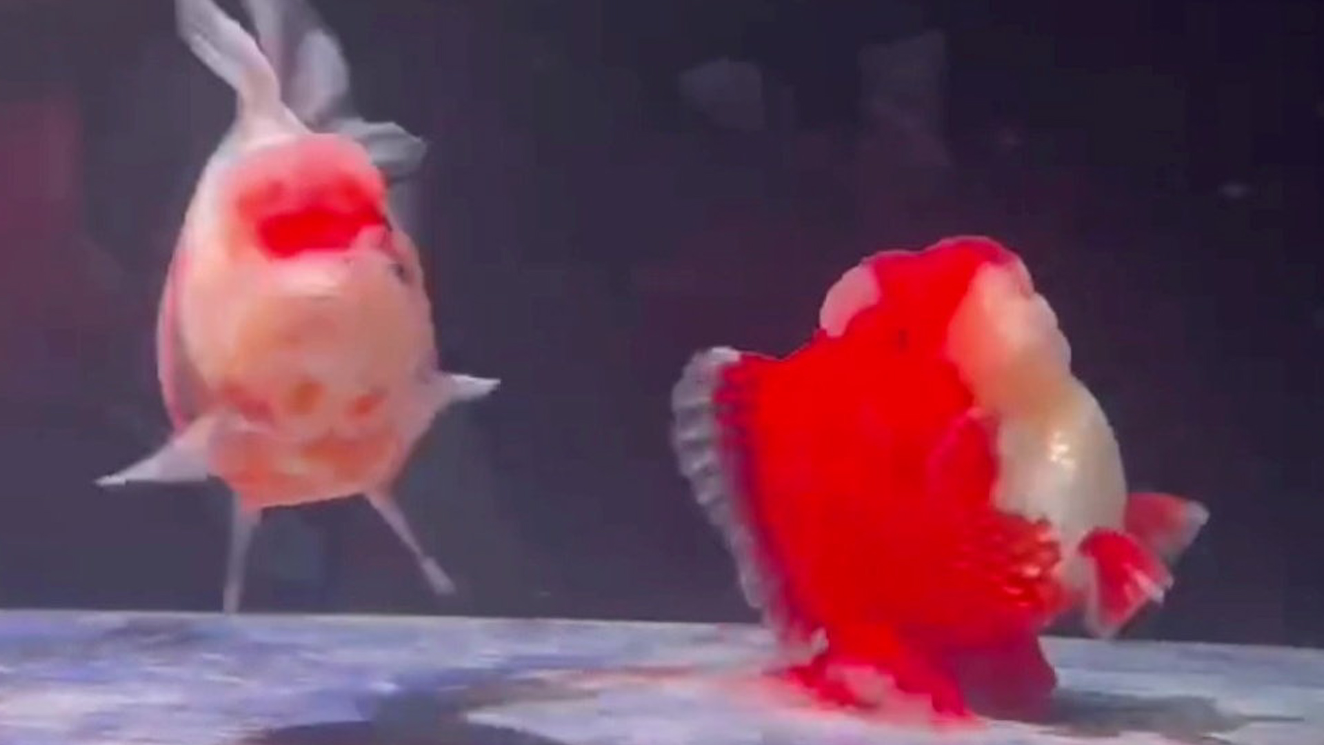 Ce poisson rouge vif se déplace en marchant