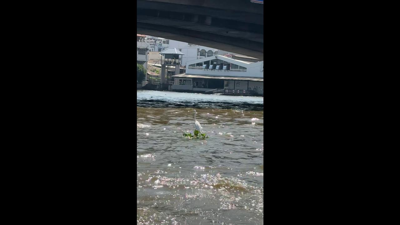 Life's a beak! Heron surfs river swells on fallen tree branch