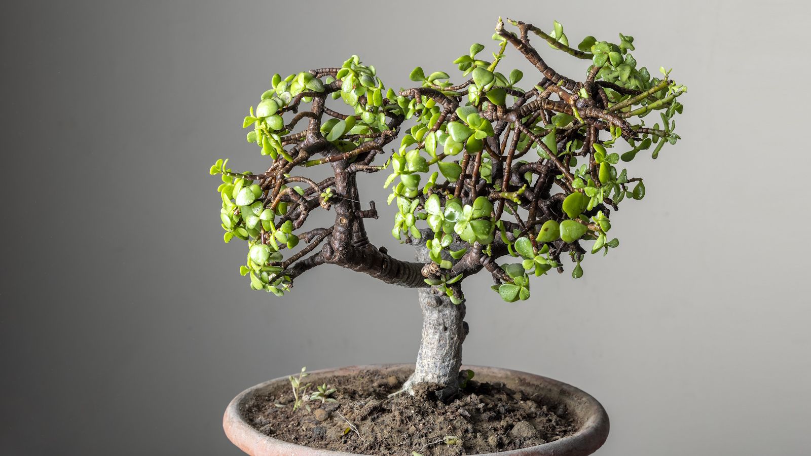 How to master the art of growing dwarf jade bonsai trees – the low ...