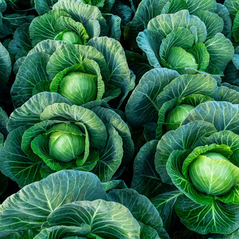 5 Easy Ways To Grow A Year-Round Garden