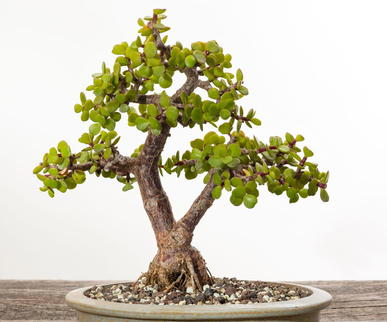 How to master the art of growing dwarf jade bonsai trees – the low ...