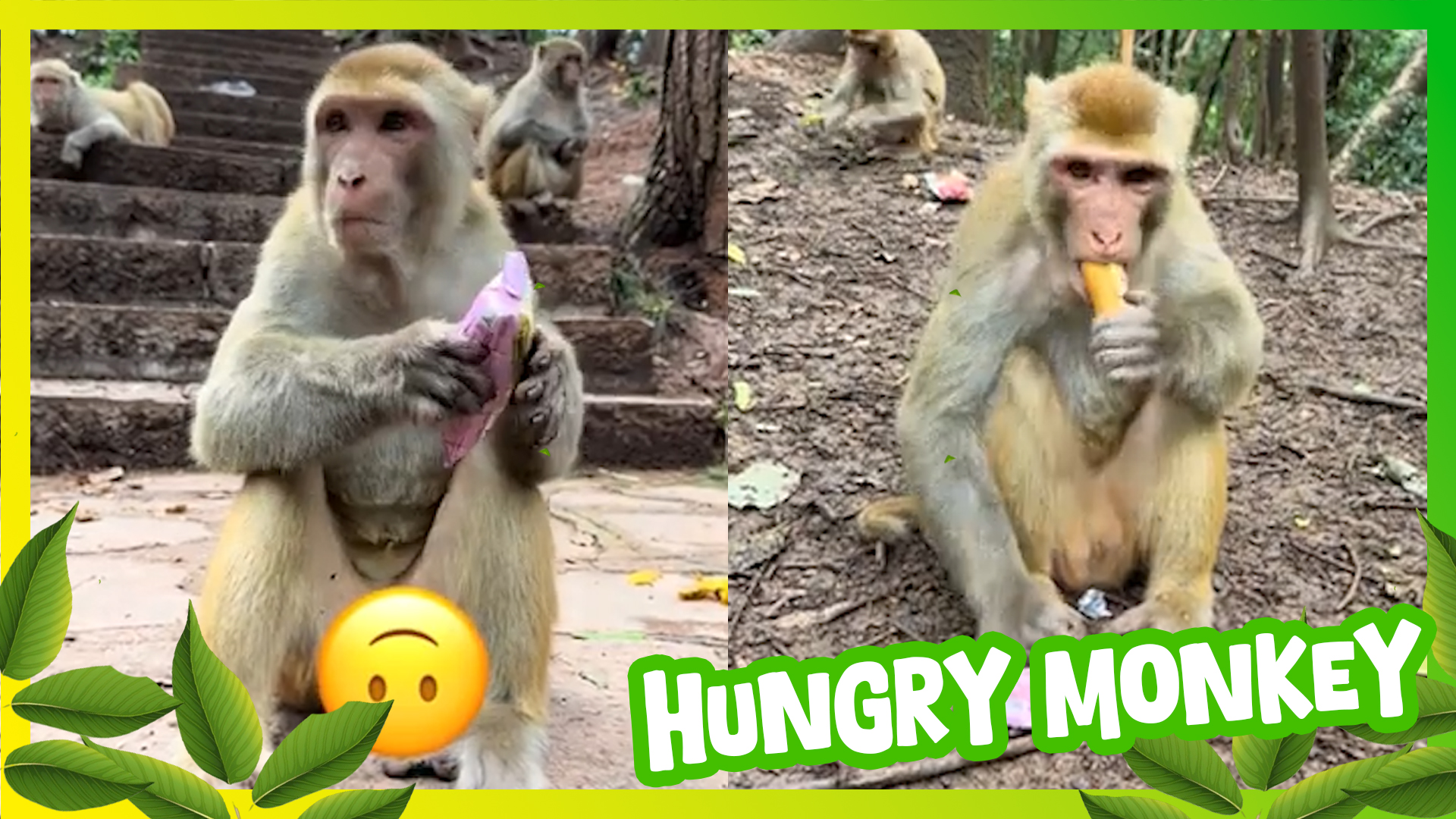 Hongerige Apen & Grappige Momenten | Apen Eten en Lachen