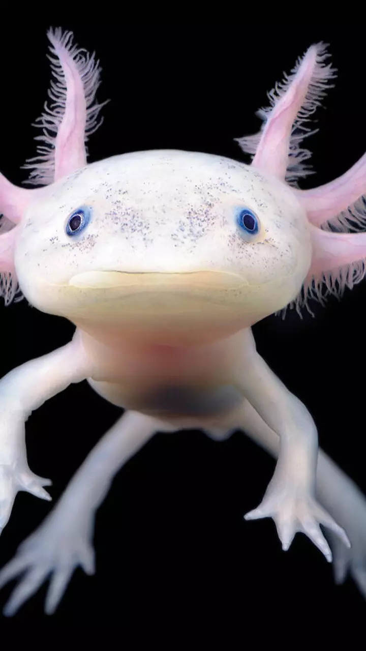 10 weirdest-looking animals and why they look that way