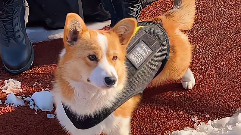 China’s first corgi police dog loses bonus over 'workplace misconduct'