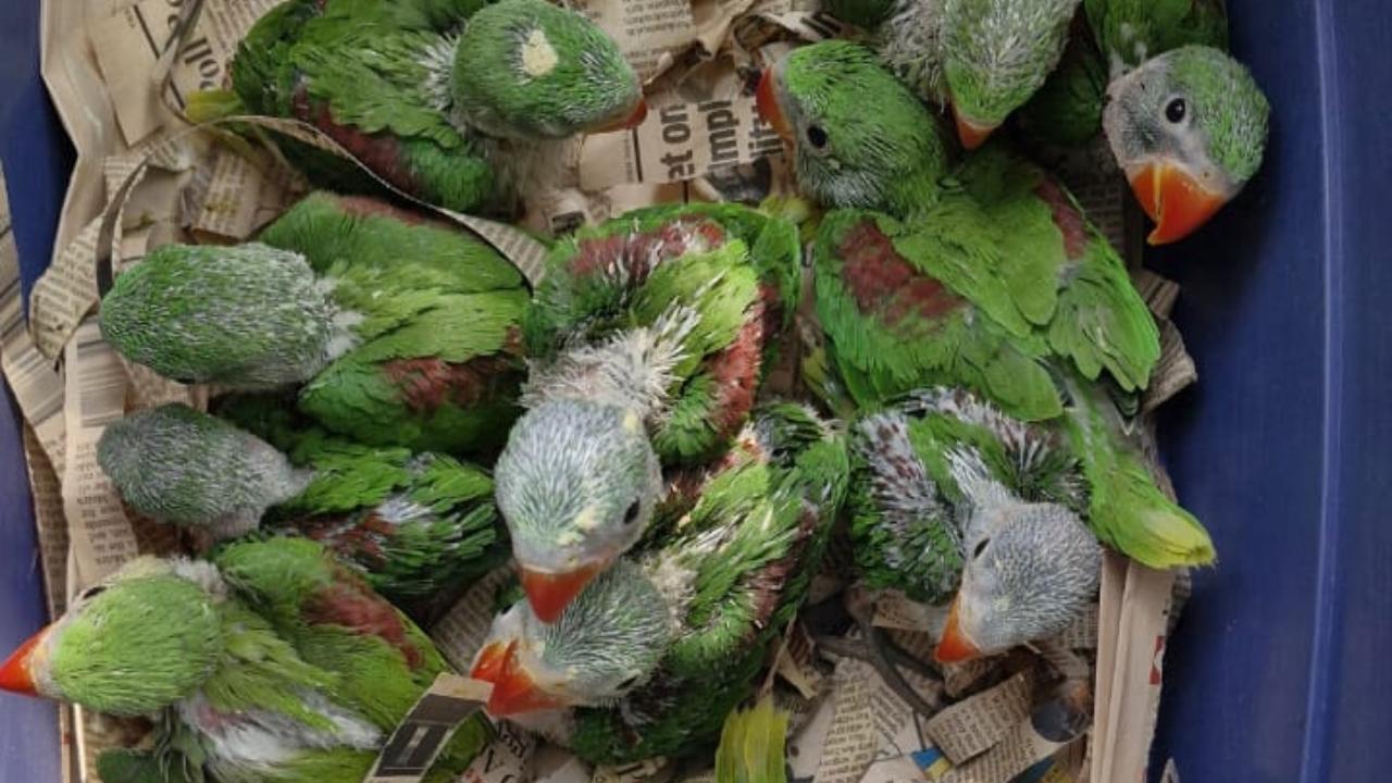 Illegal bird trade busted in Bhandup, 37 parakeets rescued