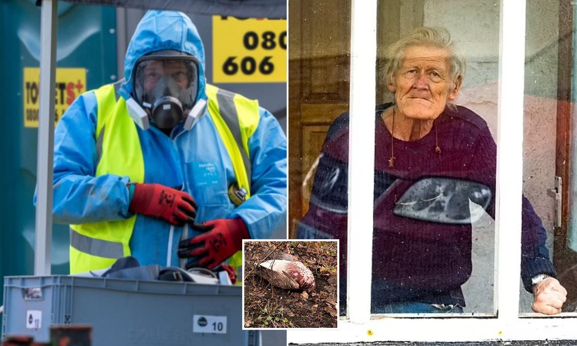 Bird flu strikes UK: First human case detected