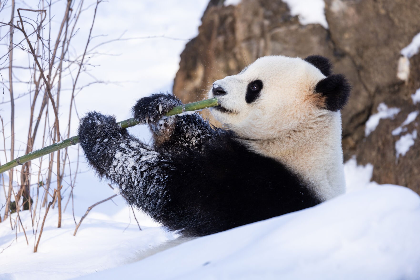 Giant pandas make their long-awaited debut at the National Zoo