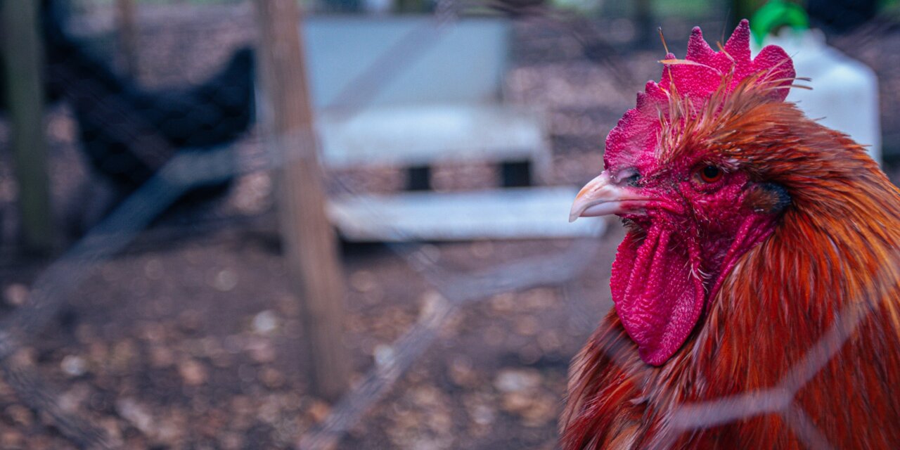 Generative AI uncovers undetected bird flu exposure risks in Maryland ...