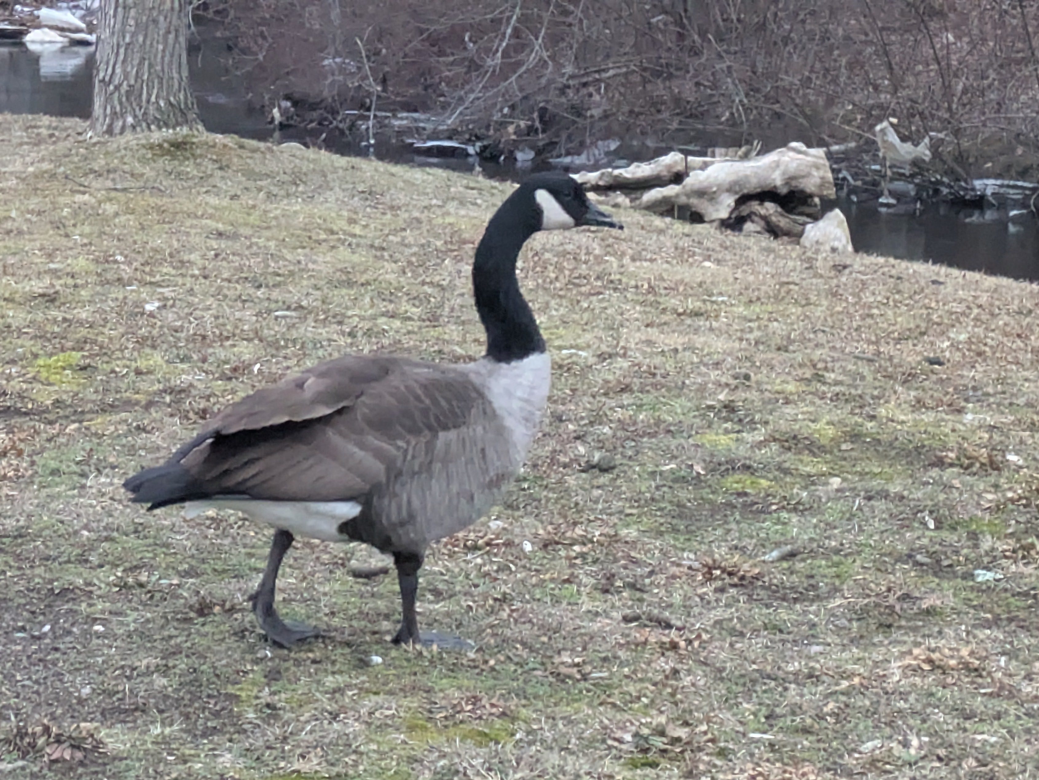 Bird flu still circulating in Michigan. What hunters should watch for