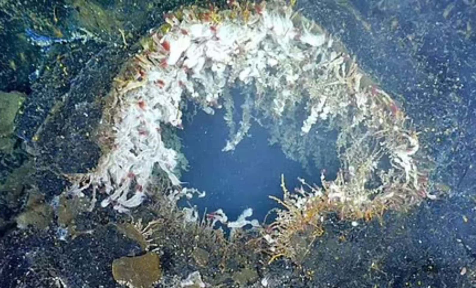 Massive Undersea Volcano Near Oregon Set to Erupt in 2025 – Scientists ...