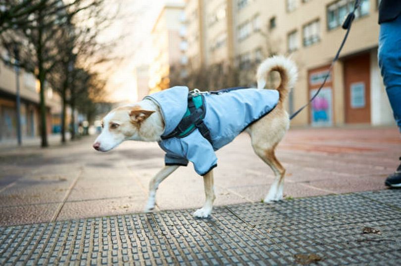 Vet reveals ideal temperature to walk dog – and when it's too cold ...