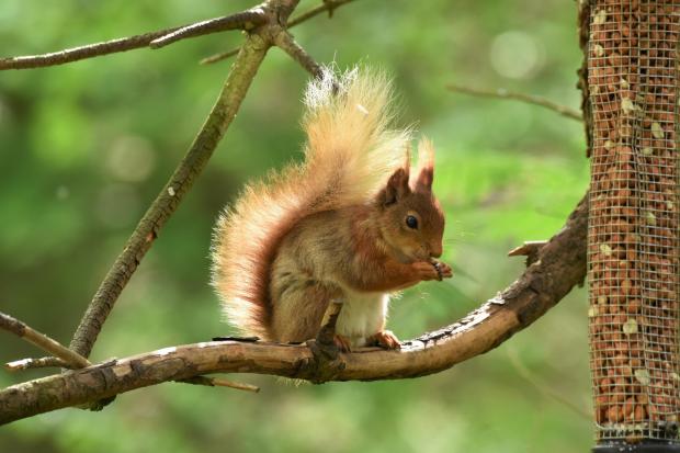 Trust petitions government for new road signs to protect red squirrel