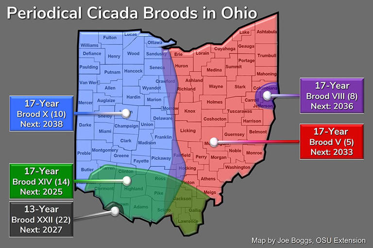Cicada map 2025: Where are they? When do cicadas go away? Here's how ... Cicada map 2025: Where are they? When do cicadas go away? Here's how ...