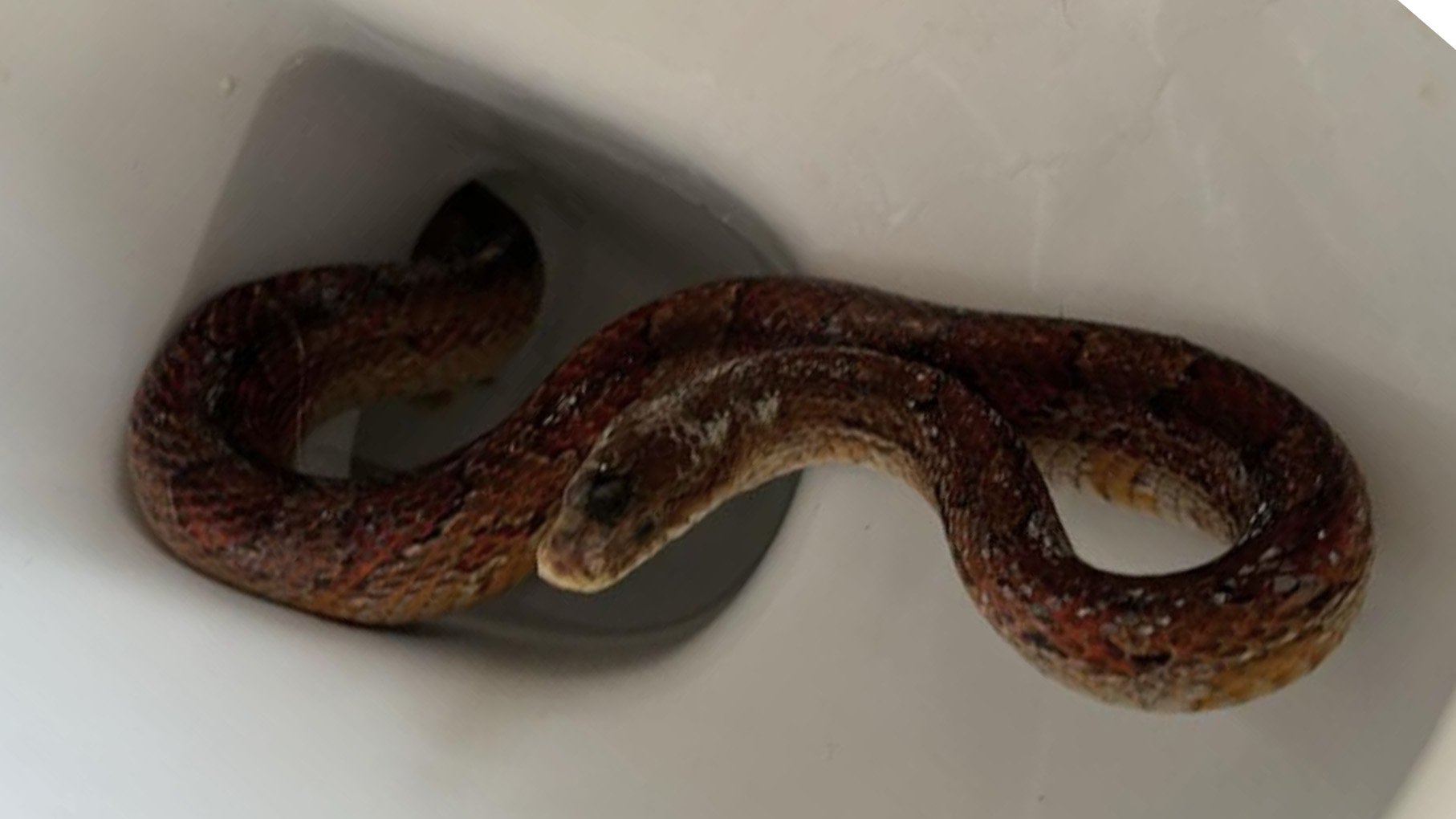 Woman terrified to go to the toilet after snake slithers out in ...