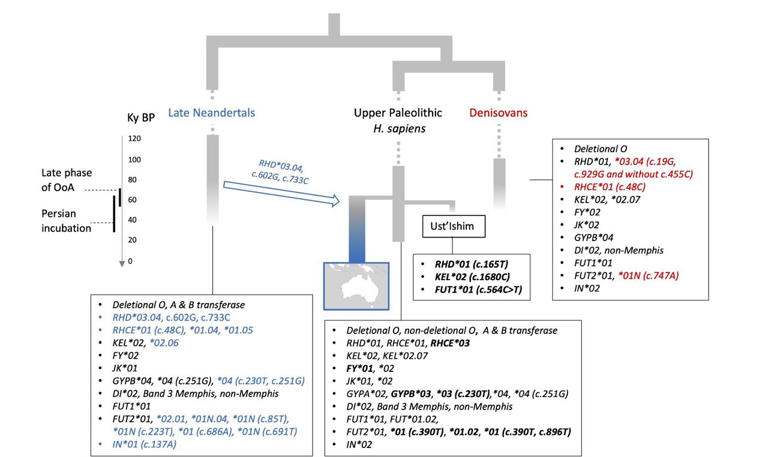 Evidence suggests Neanderthal blood protein may be part of reason for ...