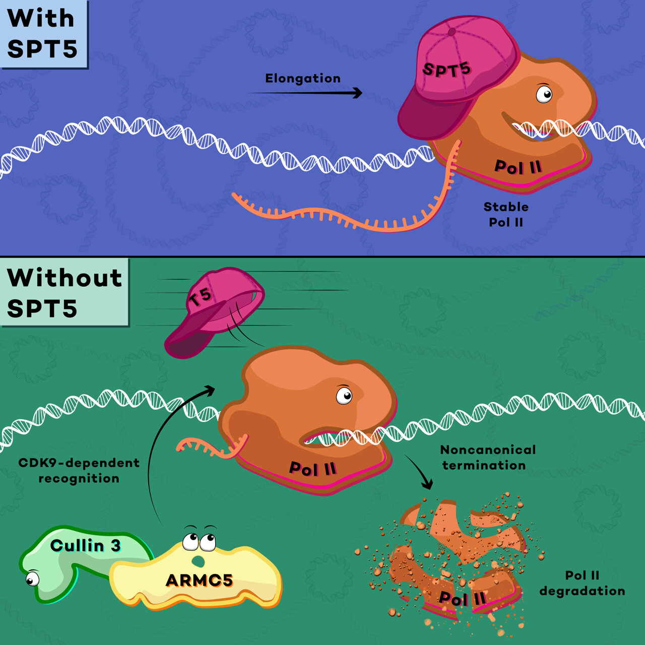 Novel mechanism eliminates 'bad' enzyme during gene expression