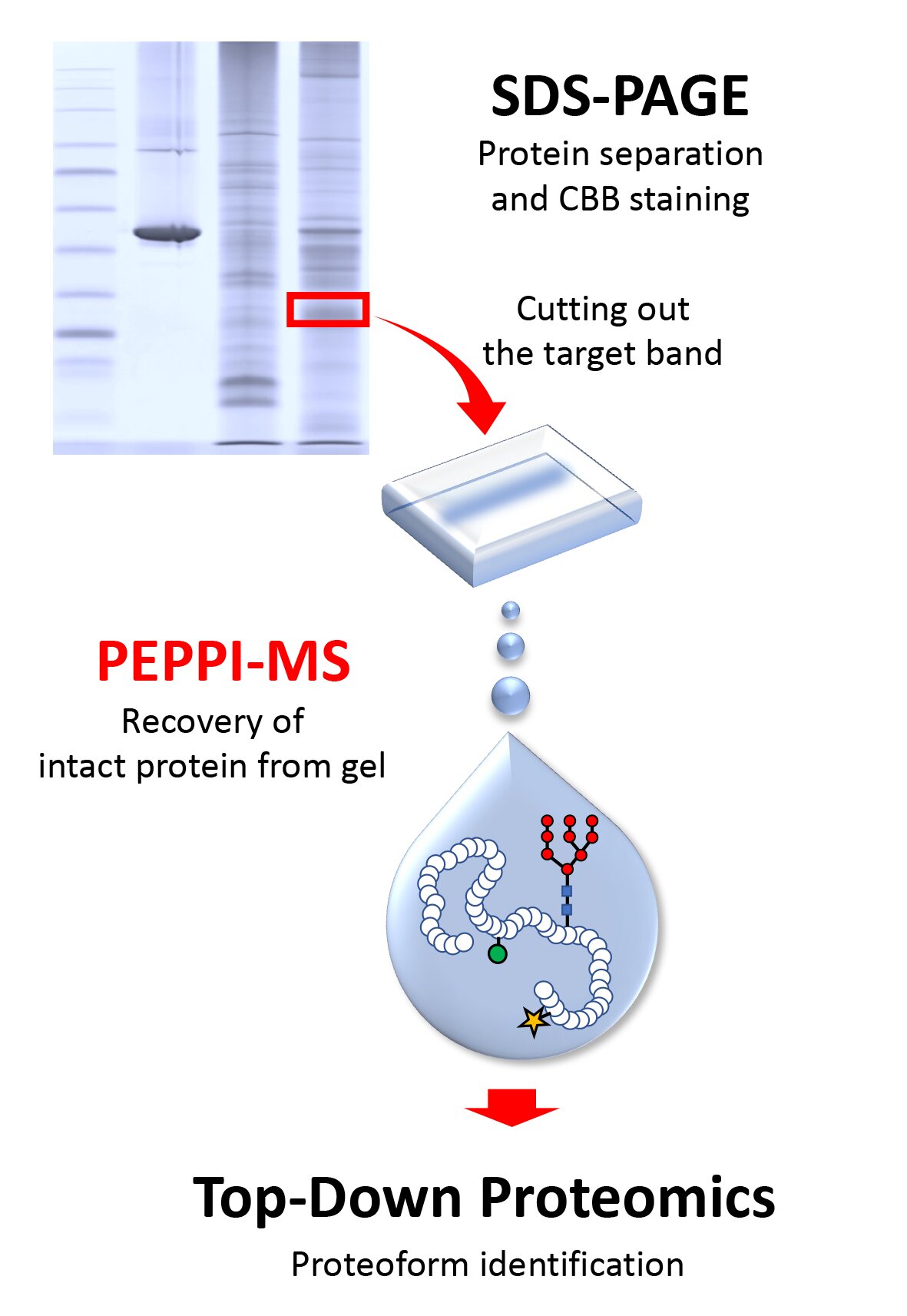 Streamlined protocol reveals chemical structure of cellular proteins on ...