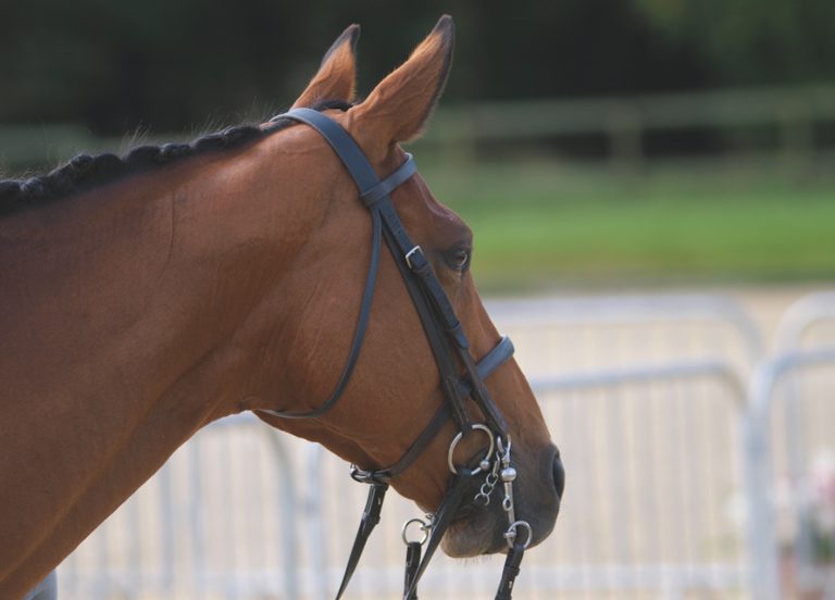 A-Z guide to horse bits and expert fitting advice