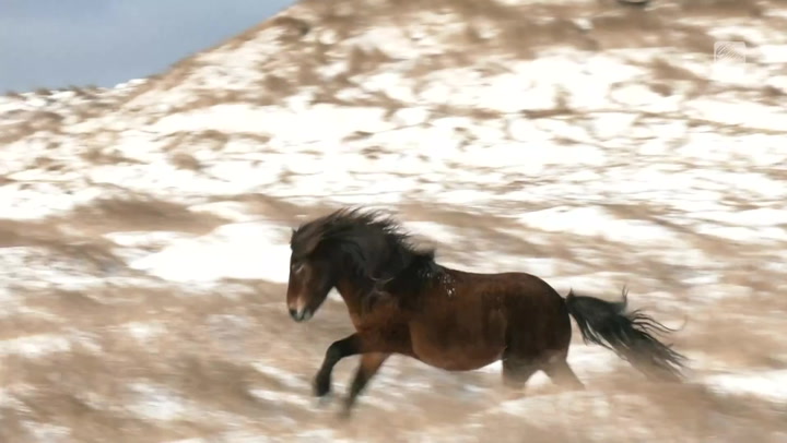 We travel to the famous Sable Island, where wild horses roam