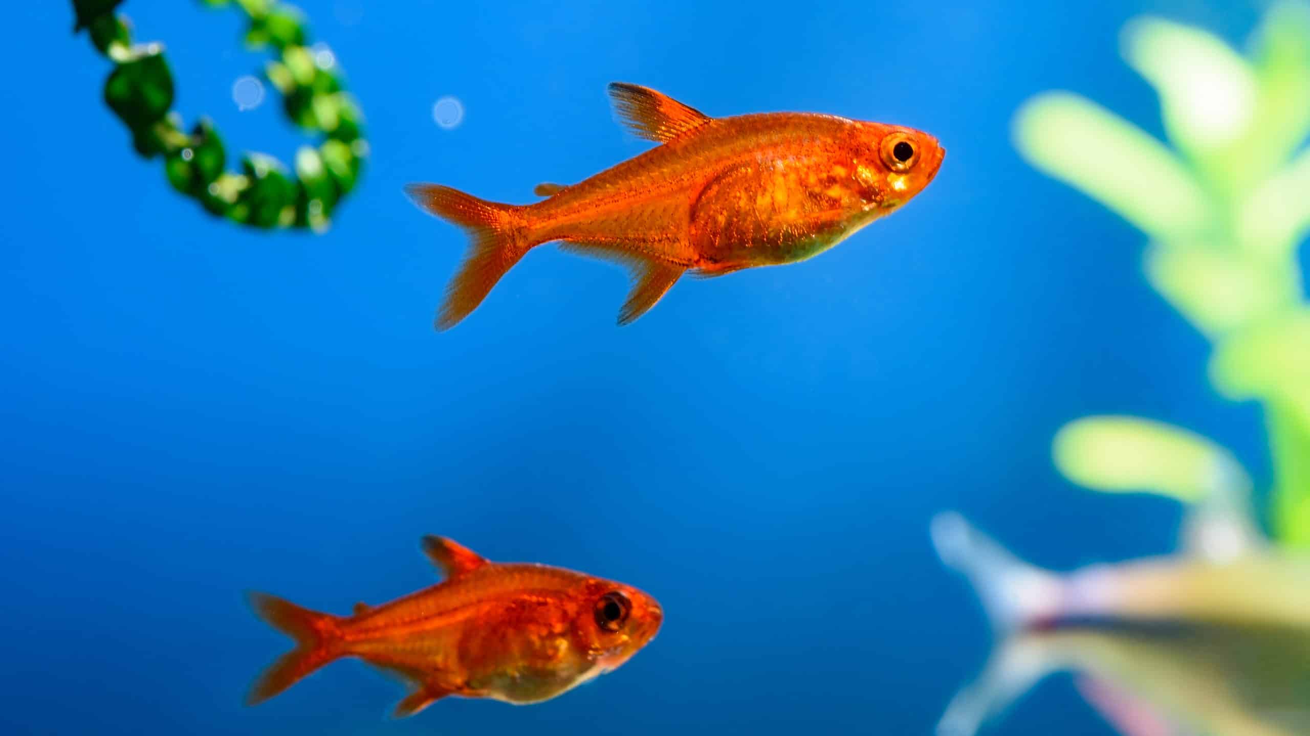 I Always Dreamed of Getting a Puppy, But These 10 Alternative Pets Now ...