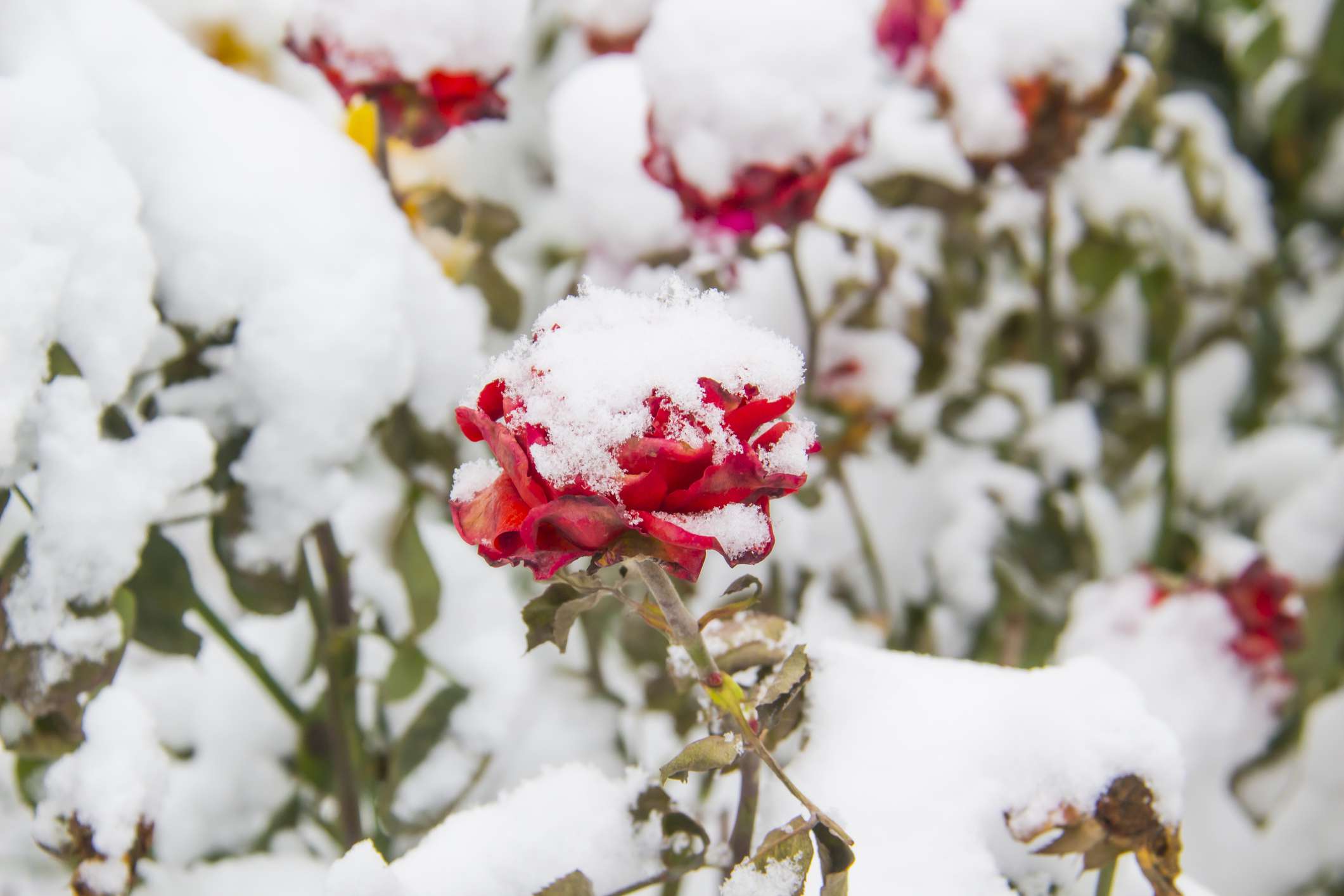 Is It Too Late to Winterize Roses? What to Do Right Now to Save Your Blooms
