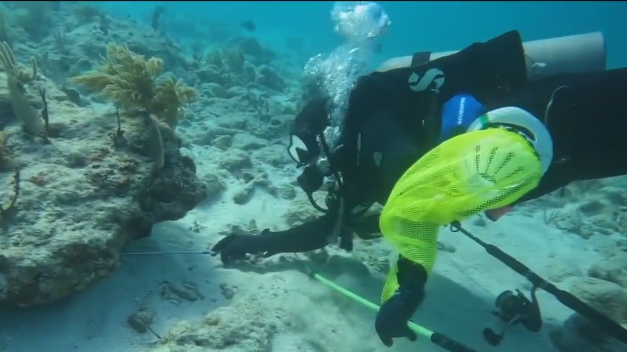 Tips & tricks for lobster diving