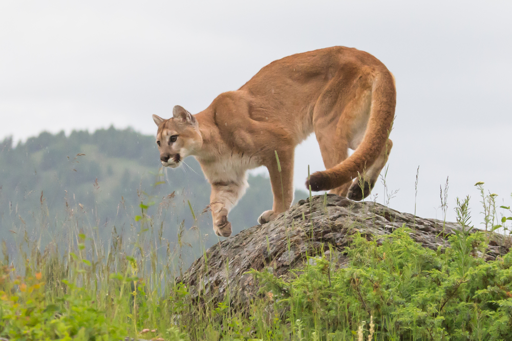 The U.S. States With The Highest Rates of Mountain Lion Encounters