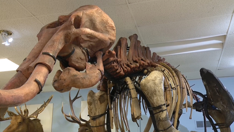 Baltimore’s woolly mammoth fossil display leaving for London soon