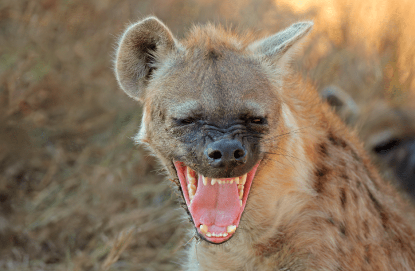 Rare spotted hyena makes an appearance after 5,000 years, killed by locals