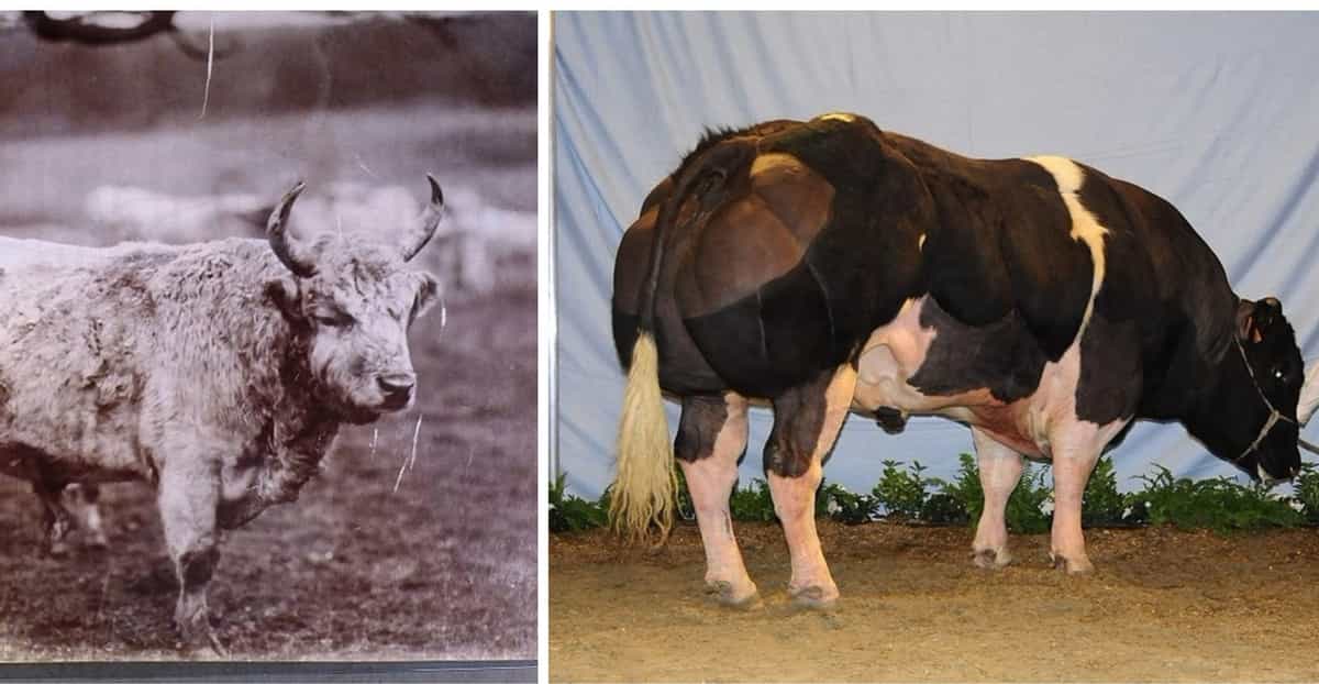 What Animals Looked Like Before Humans Started Breeding Them For Food