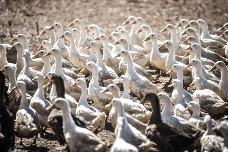 Un cas humain de grippe aviaire détecté en Angleterre